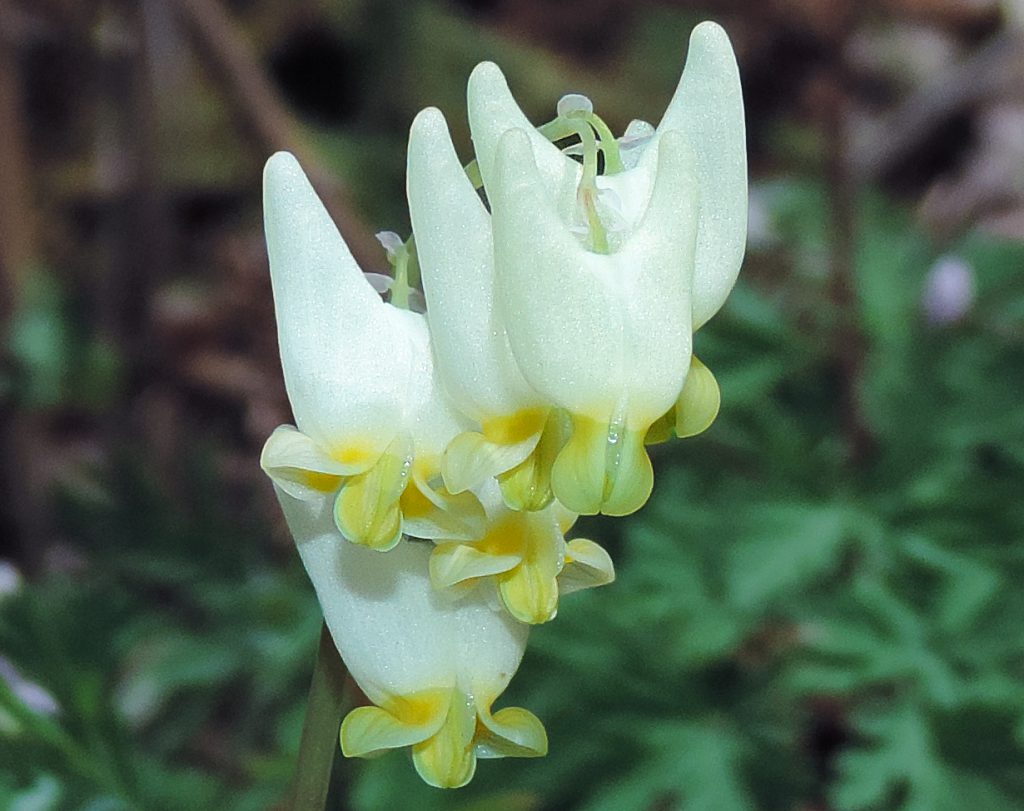 Nature’s Most Amazing Spring Ephemeral Wildflowers – Learn Your Land