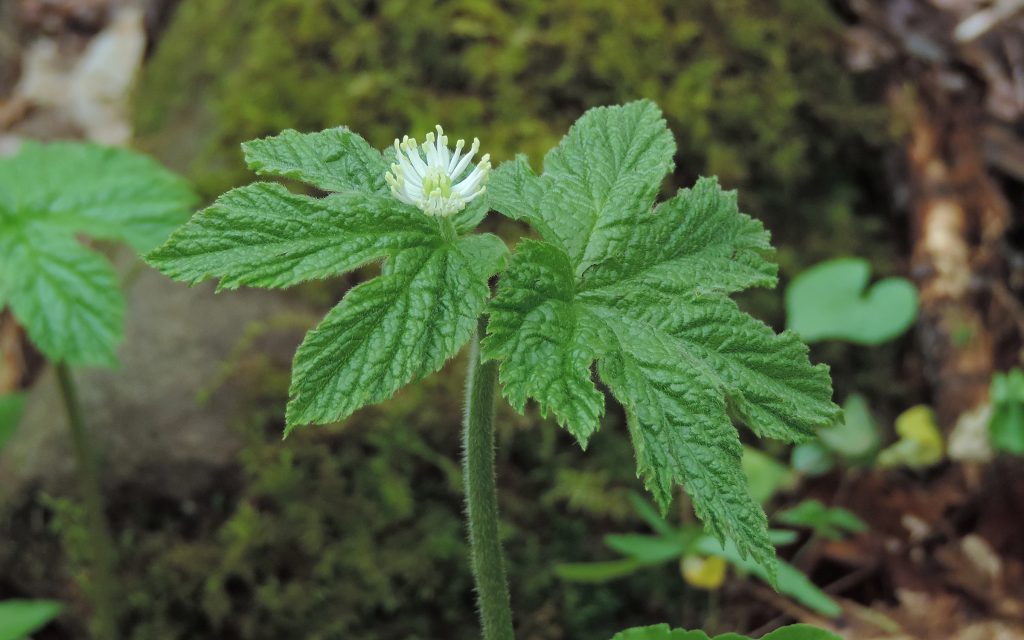 Stalking The Wild Goldenseal (Hydrastis canadensis) – Learn Your Land