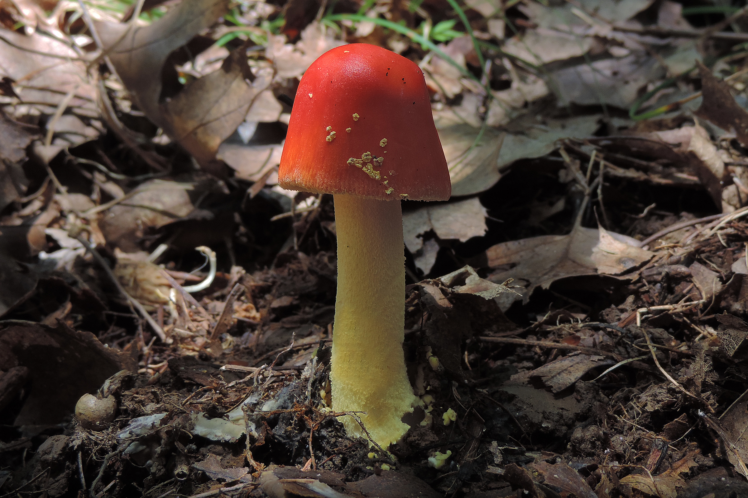 10 Wild Mushrooms Boletes Polypores Gilled Fungi More Learn 10 Wild Mushrooms Boletes Polypores Gilled Fungi More Learn