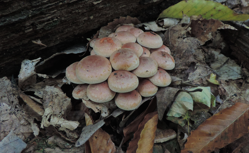 Learn To Identify Brick Cap and Salmon Waxy Cap Mushrooms - Learn Your Land