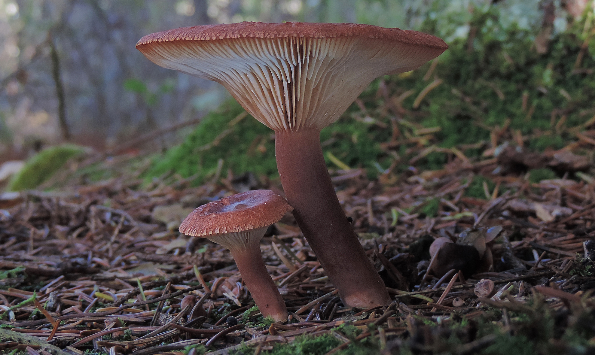 Lactarius rufus — The Hottest Mushroom In The Forest - Learn Your Land