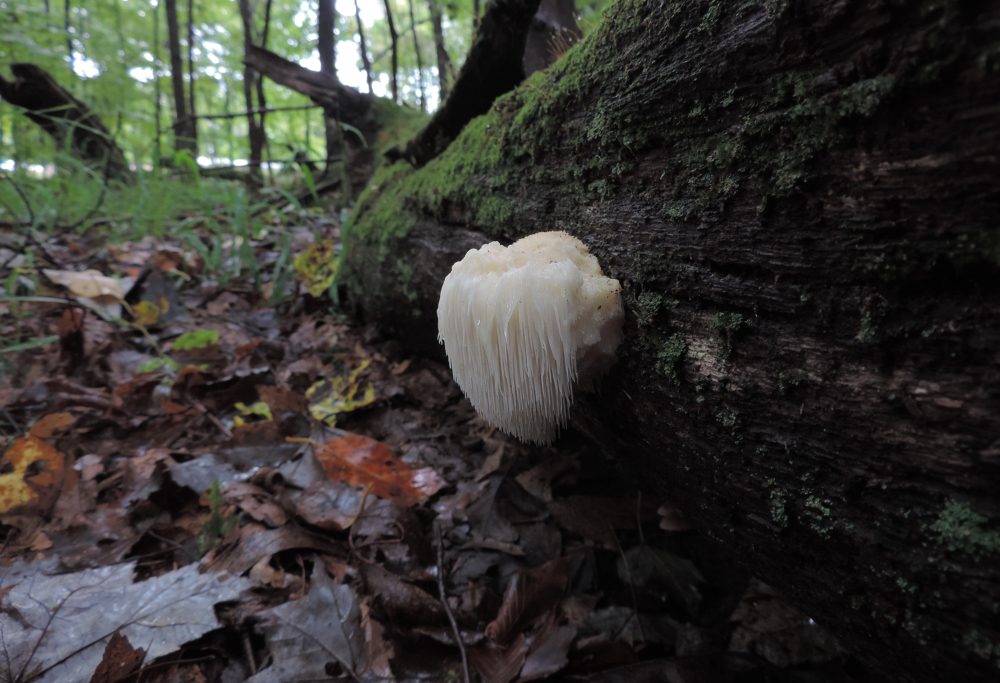 Lion's Mane Mushroom — 5 Years In A Row! - Learn Your Land