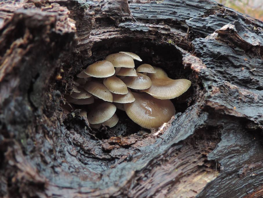 Mushrooms, Mexico, & Molecular Mycology with Alan Rockefeller - Learn ...