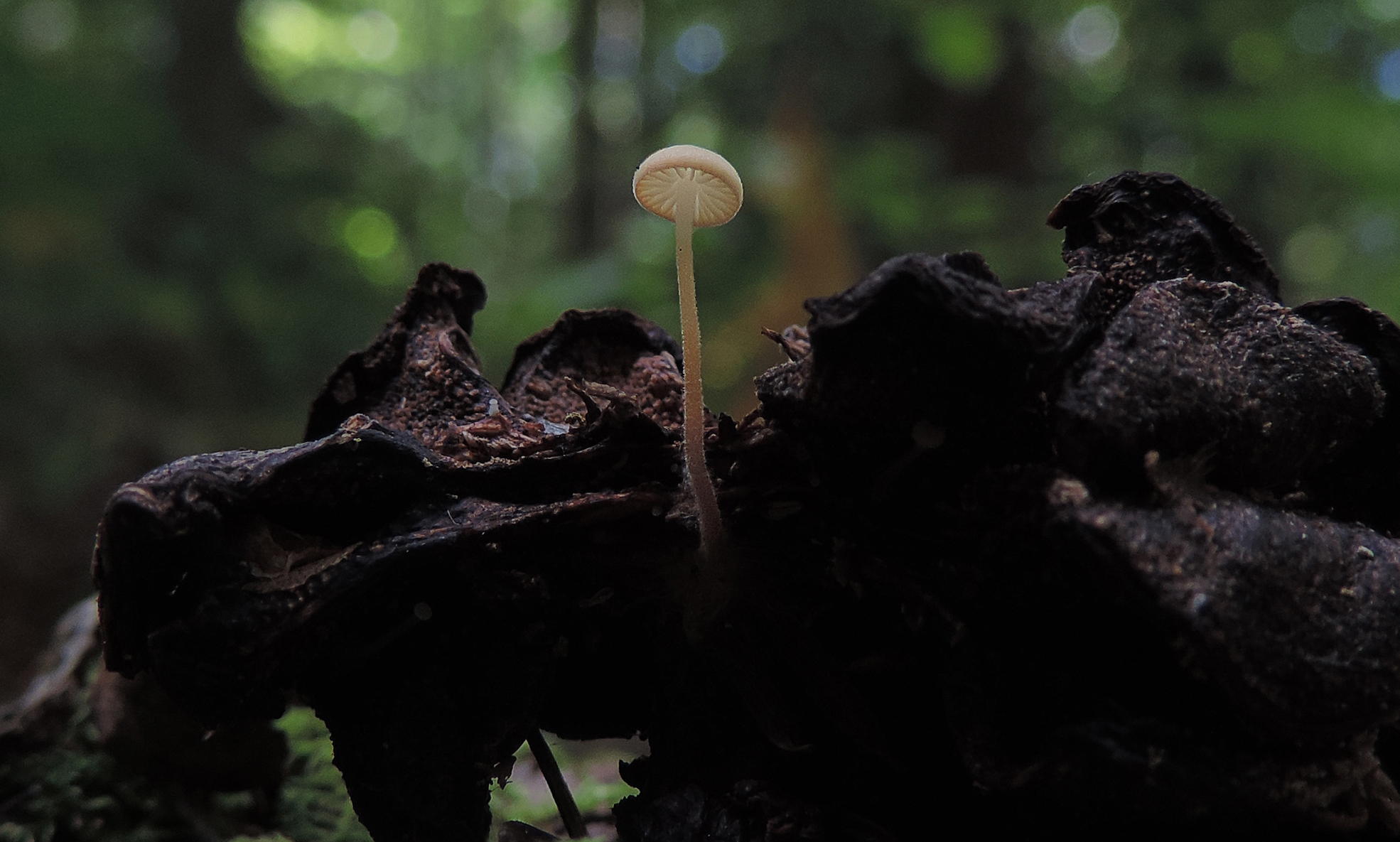 Small Mushrooms We’re All Overlooking - Learn Your Land