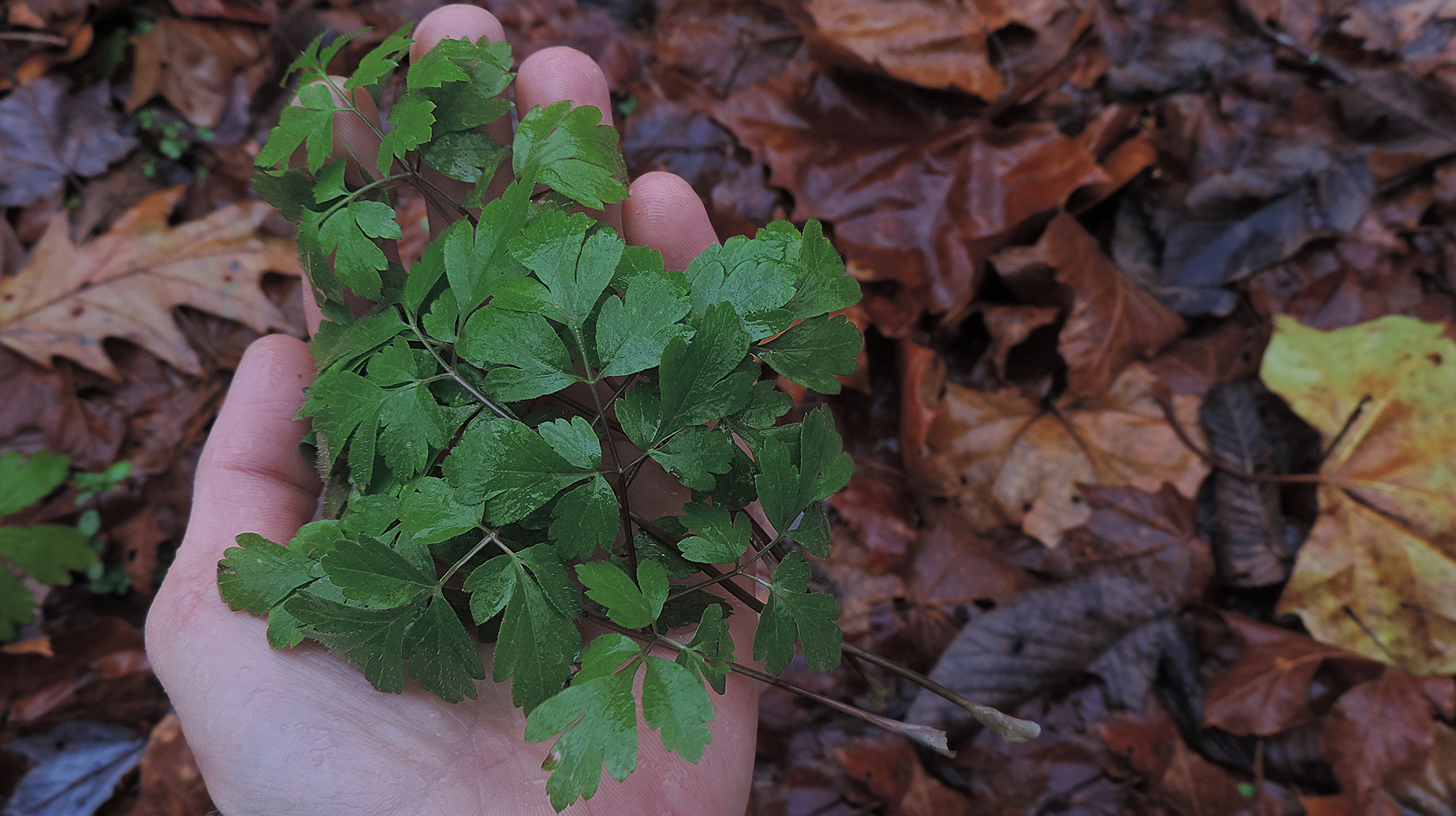 Foraging Wild Plants & Mushrooms For Vegetable Broth - Learn Your Land