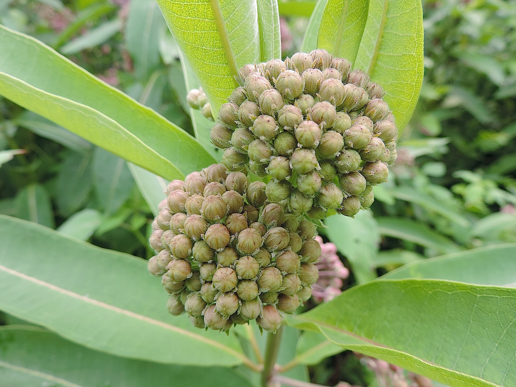 Milkweed and Dogbane — Identification and Sustainable Foraging - Learn ...
