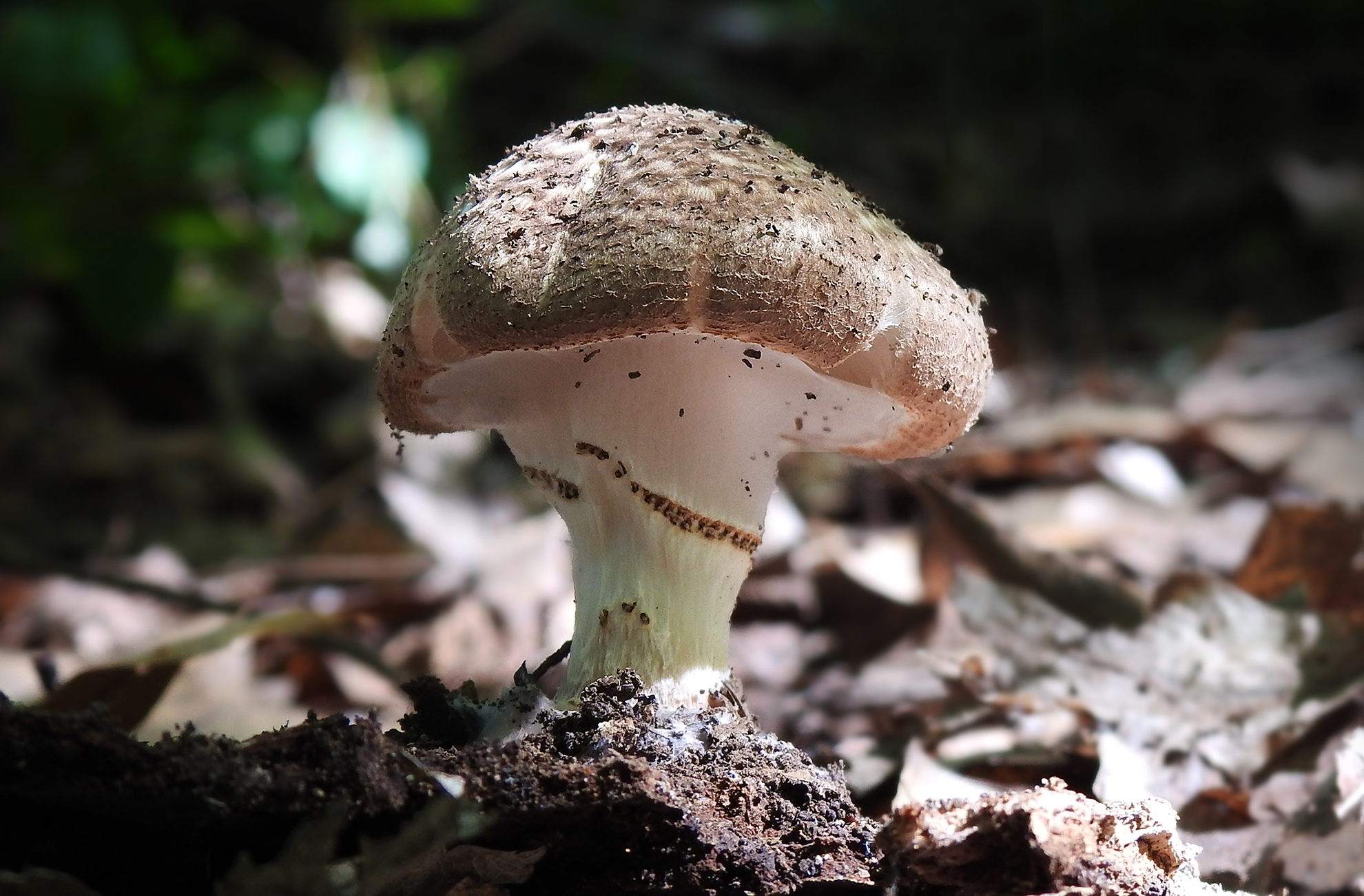 Freckled Dapperling — The Mushroom With A Questionable Reputation ...