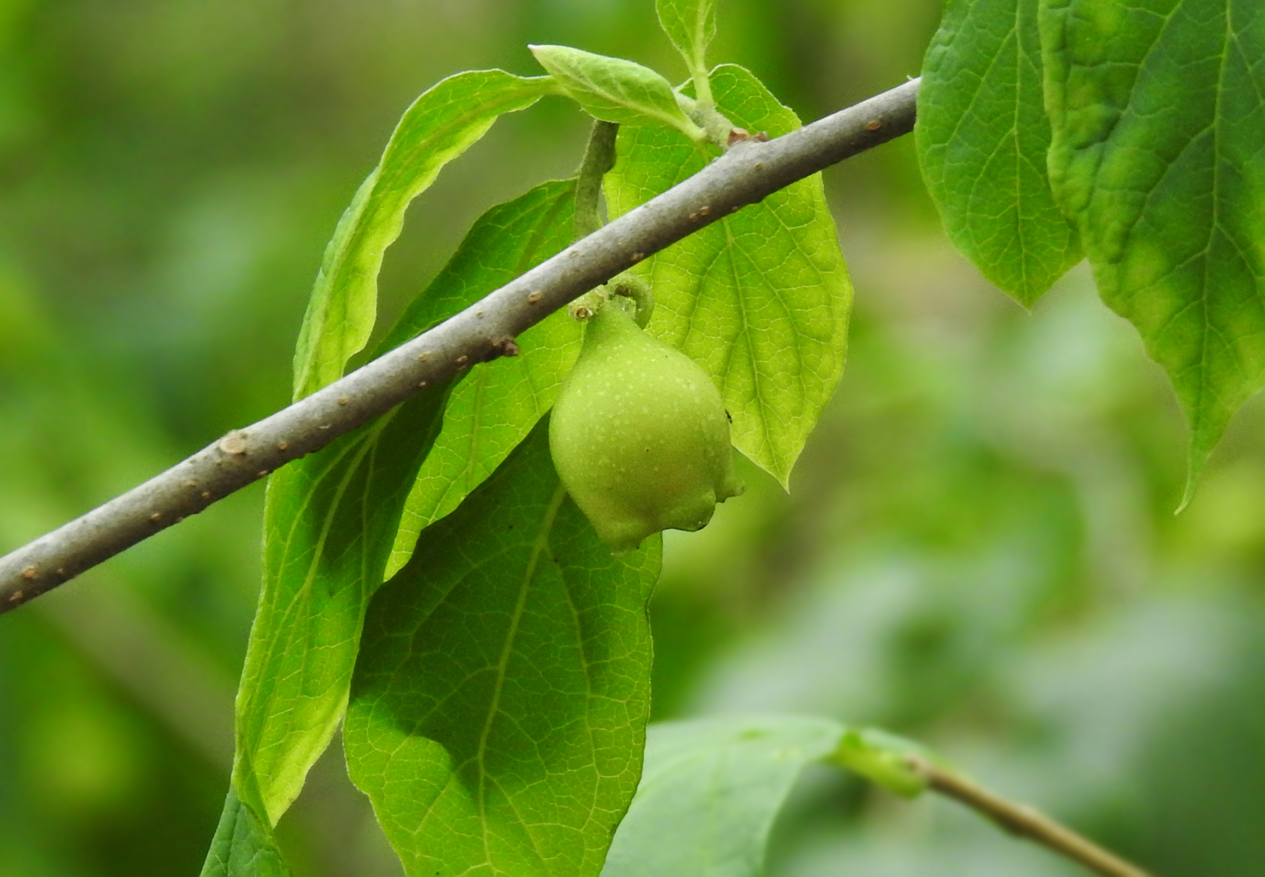 Looking For Buffalo Nuts - Learn Your Land