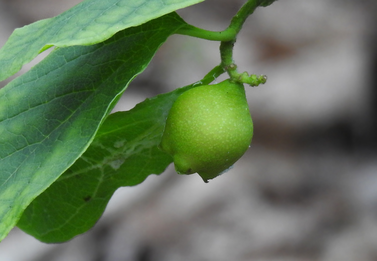 Looking For Buffalo Nuts - Learn Your Land