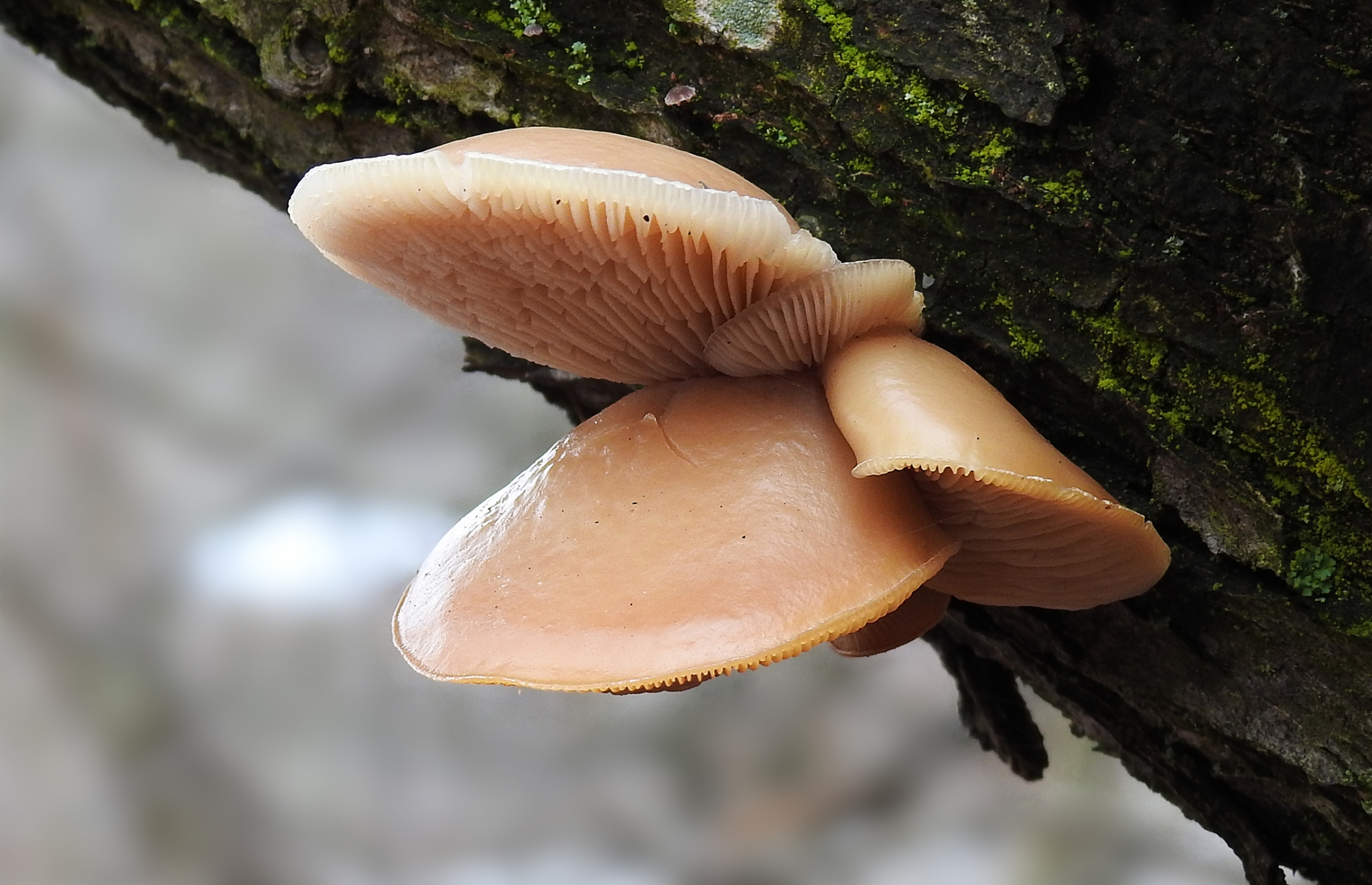 Eat 84 Grams Of Mushrooms. Here’s Why. - Learn Your Land