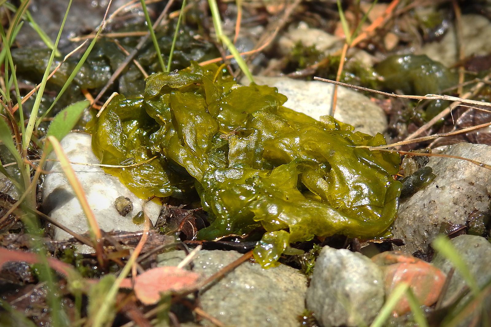 Angel Snot — The Green Slime In Your Driveway - Learn Your Land