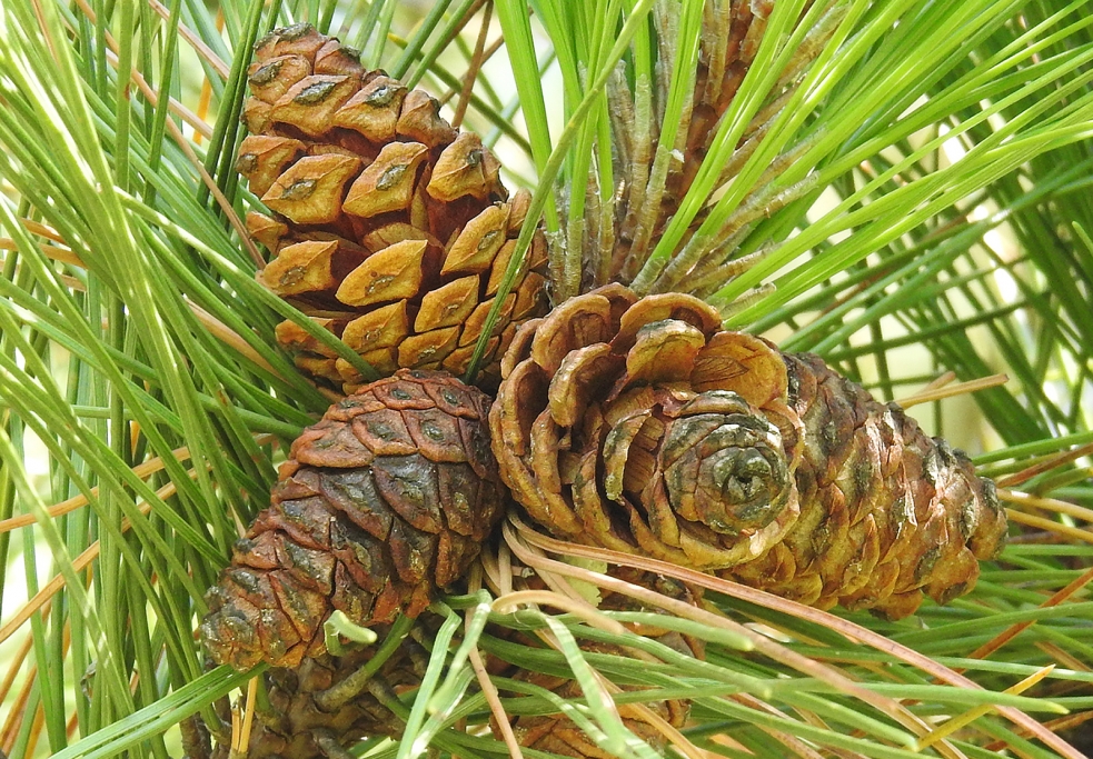 Old Growth Red Pine — An Uncommon Sight - Learn Your Land