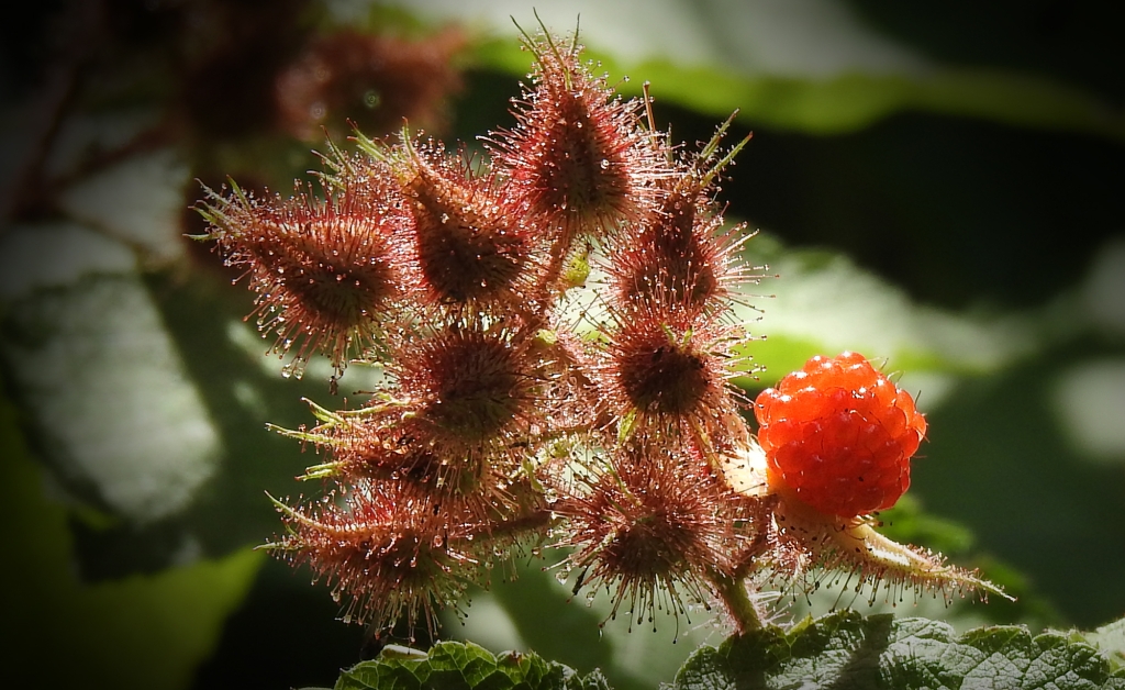 Foraging Wineberries — Delicious Wild Edible Fruits - Learn Your Land