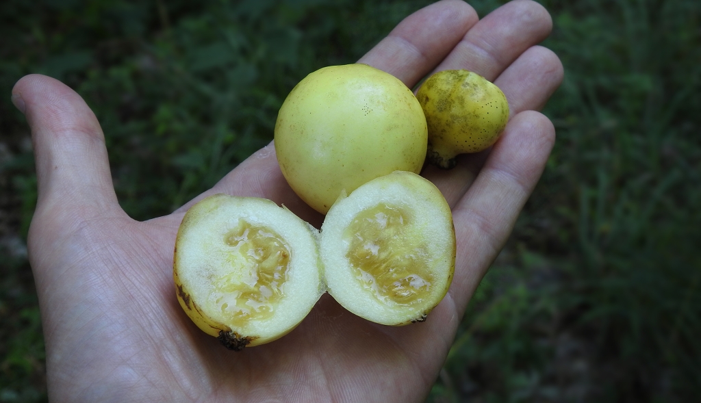Foraging The Elusive Mayapple - Learn Your Land