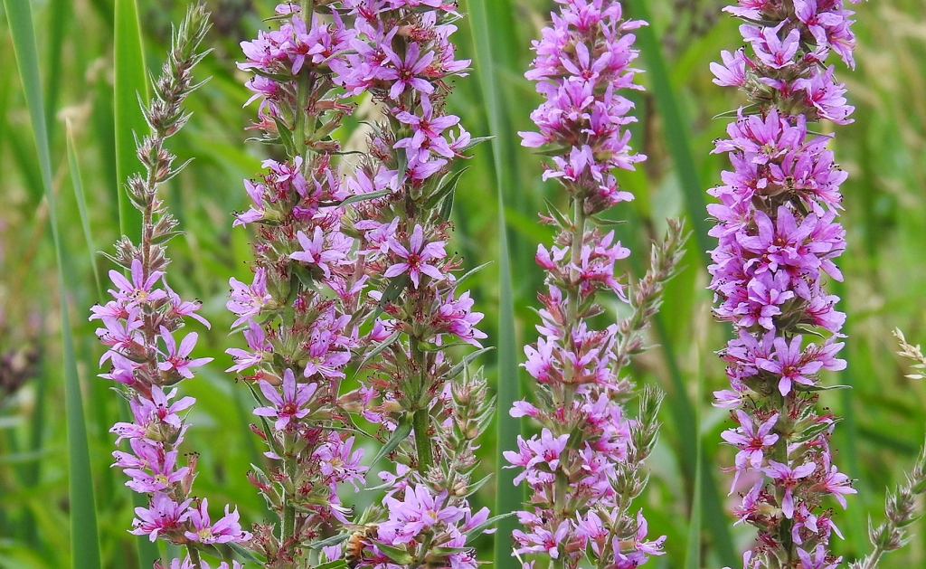 Is Purple Loosestrife Killing Wetlands? - Learn Your Land