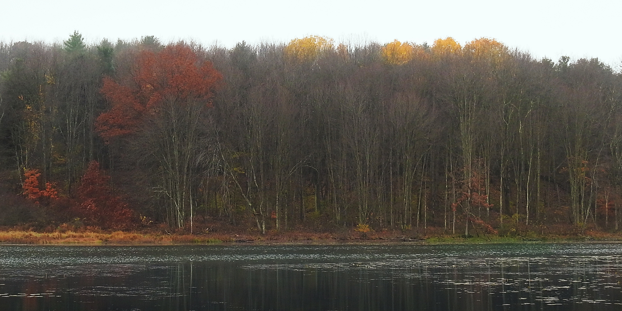 How To Identify Trees From A Distance - Learn Your Land