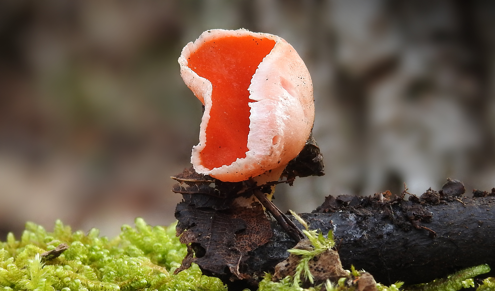 What Field Guides Don’t Tell You About Mushrooms - Learn Your Land