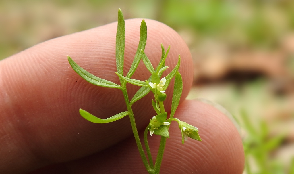 Foraging The Most Inconspicuous Edible Wildflower - Learn Your Land