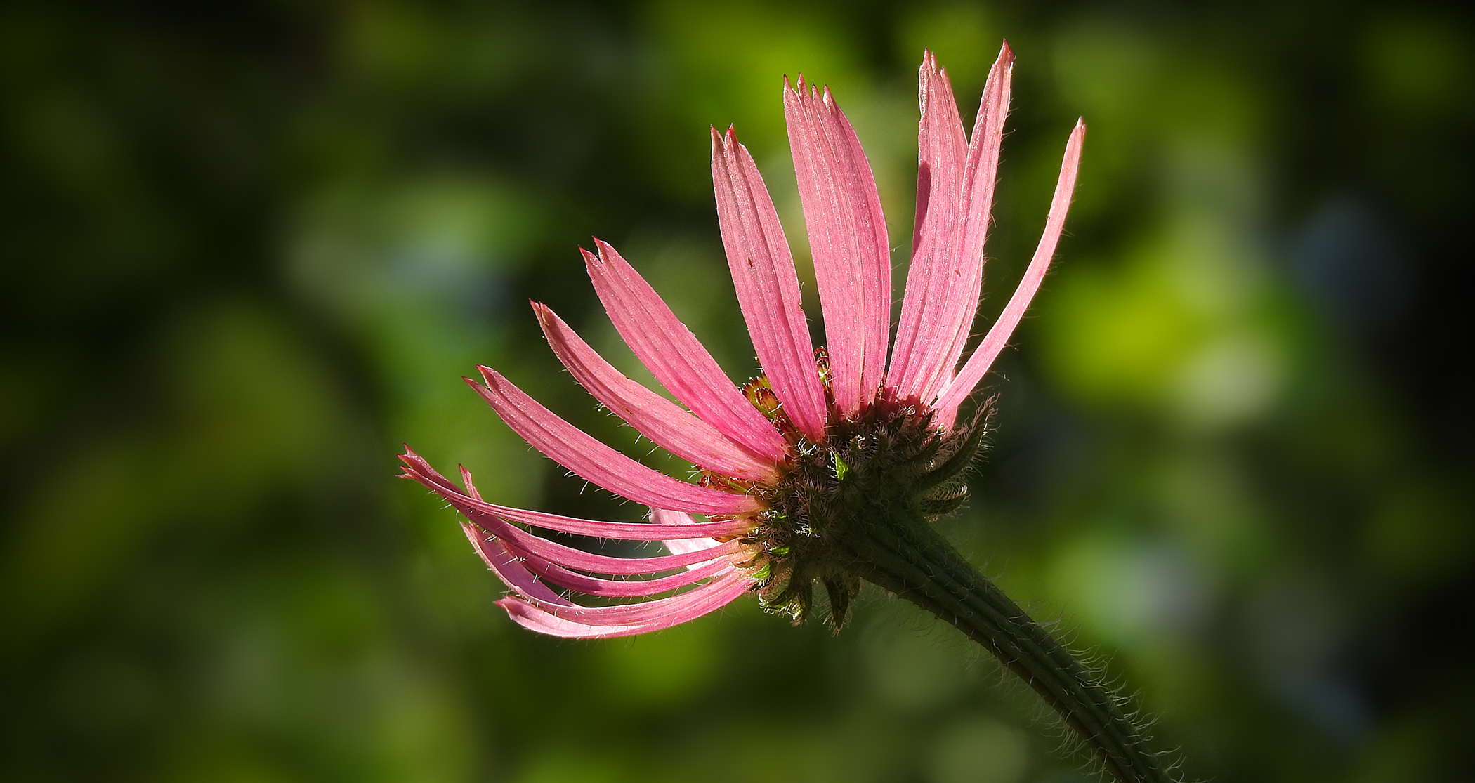 The Wildflower That Came Back From The Dead - Learn Your Land