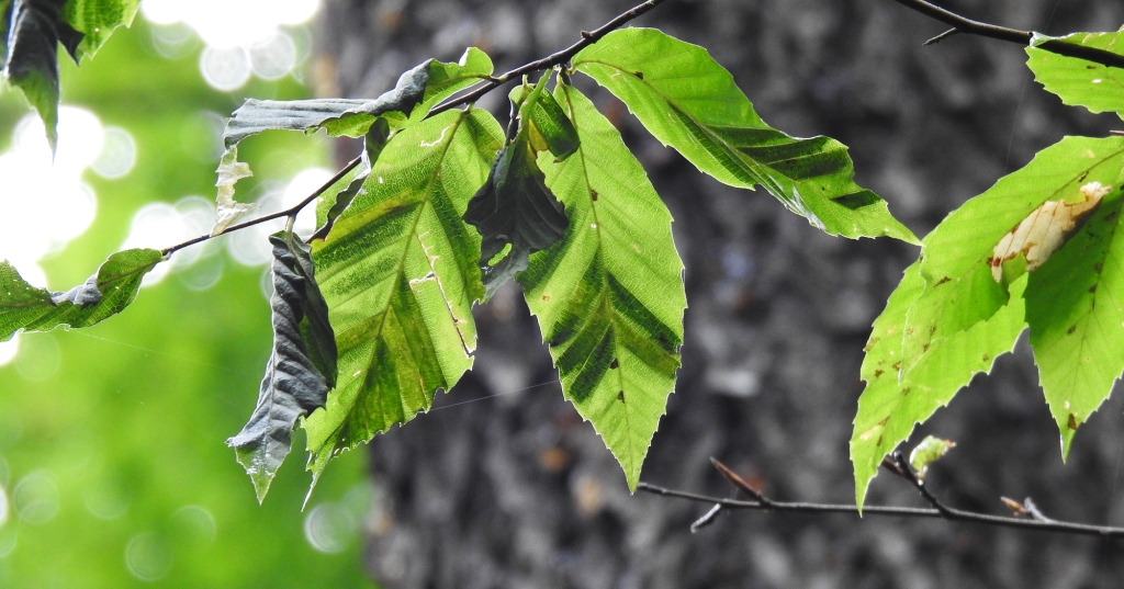 The New Disease That’s Killing An Iconic Tree - Learn Your Land
