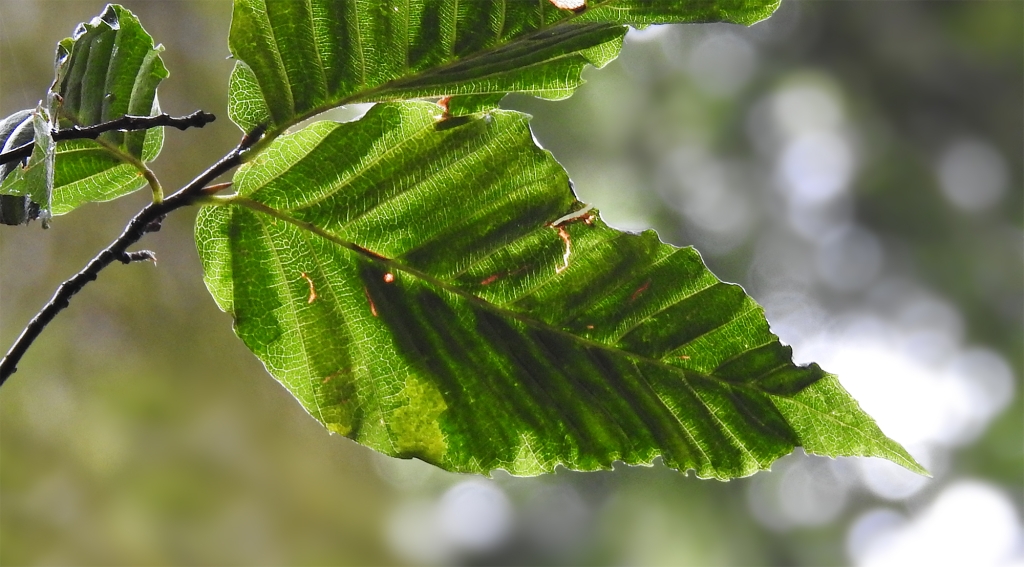 Learn Your Land with Adam Haritan