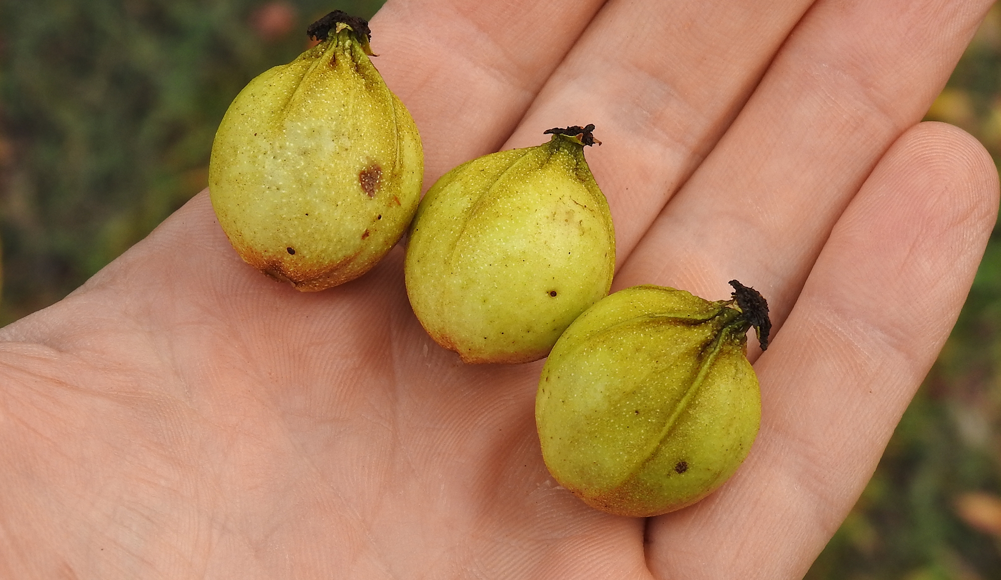 Identifying Trees Without Looking Up - Learn Your Land