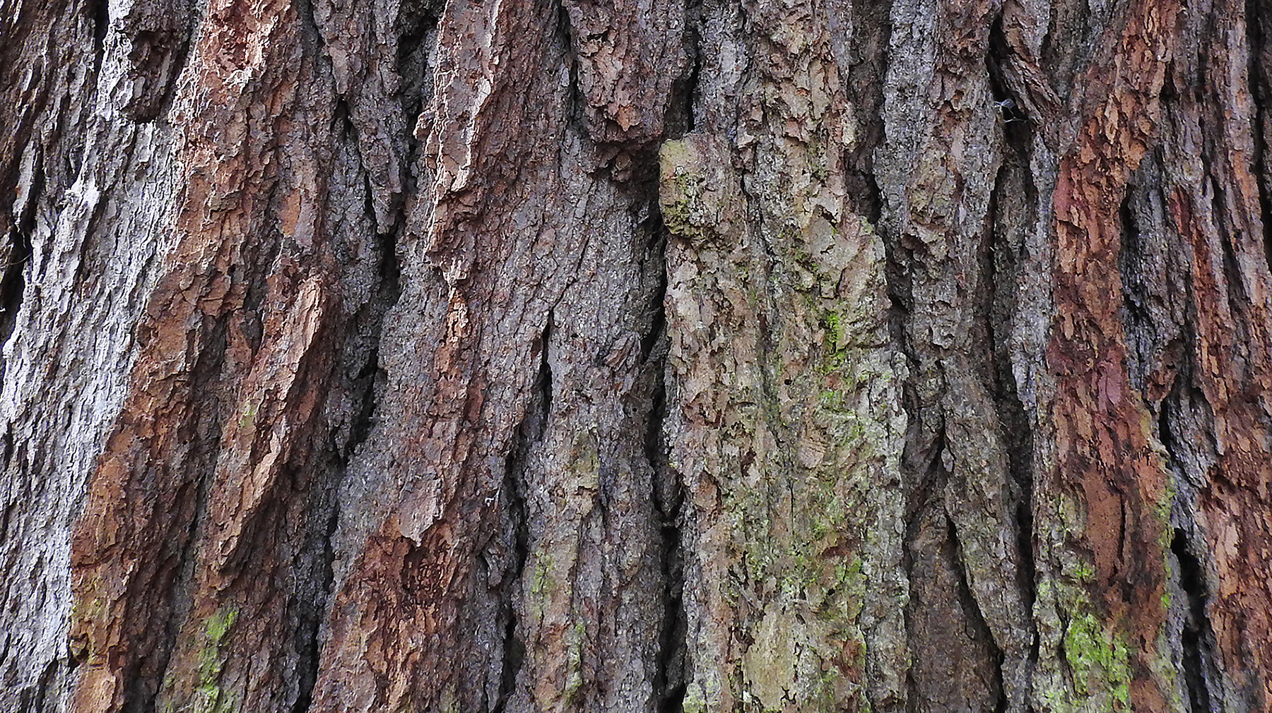 Old Growth Hemlock — A Marvelous Sight - Learn Your Land
