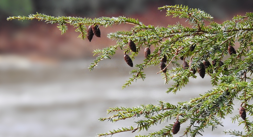 Old Growth Hemlock — A Marvelous Sight - Learn Your Land