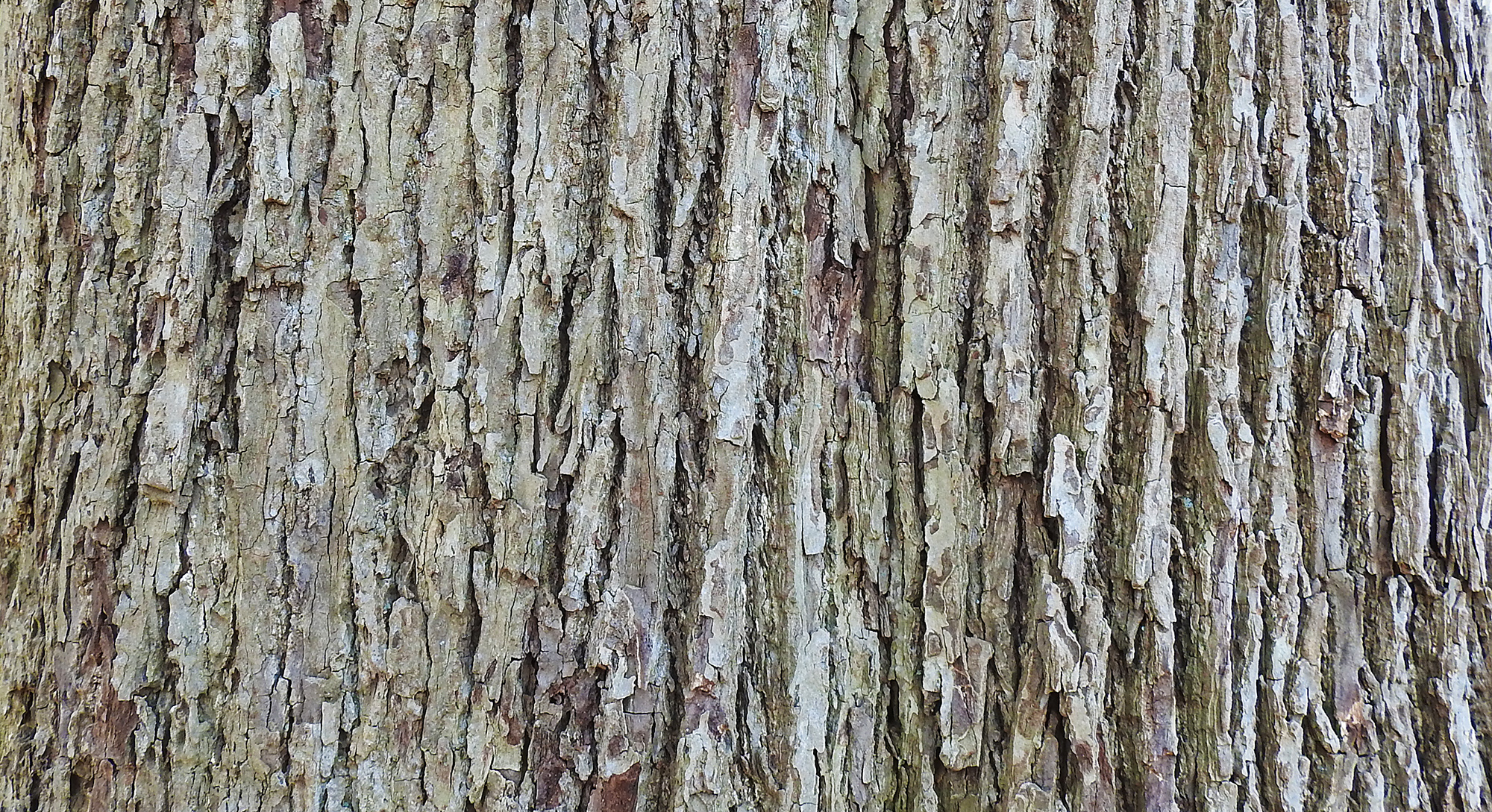 Do You Recognize This Big Tree? - Learn Your Land