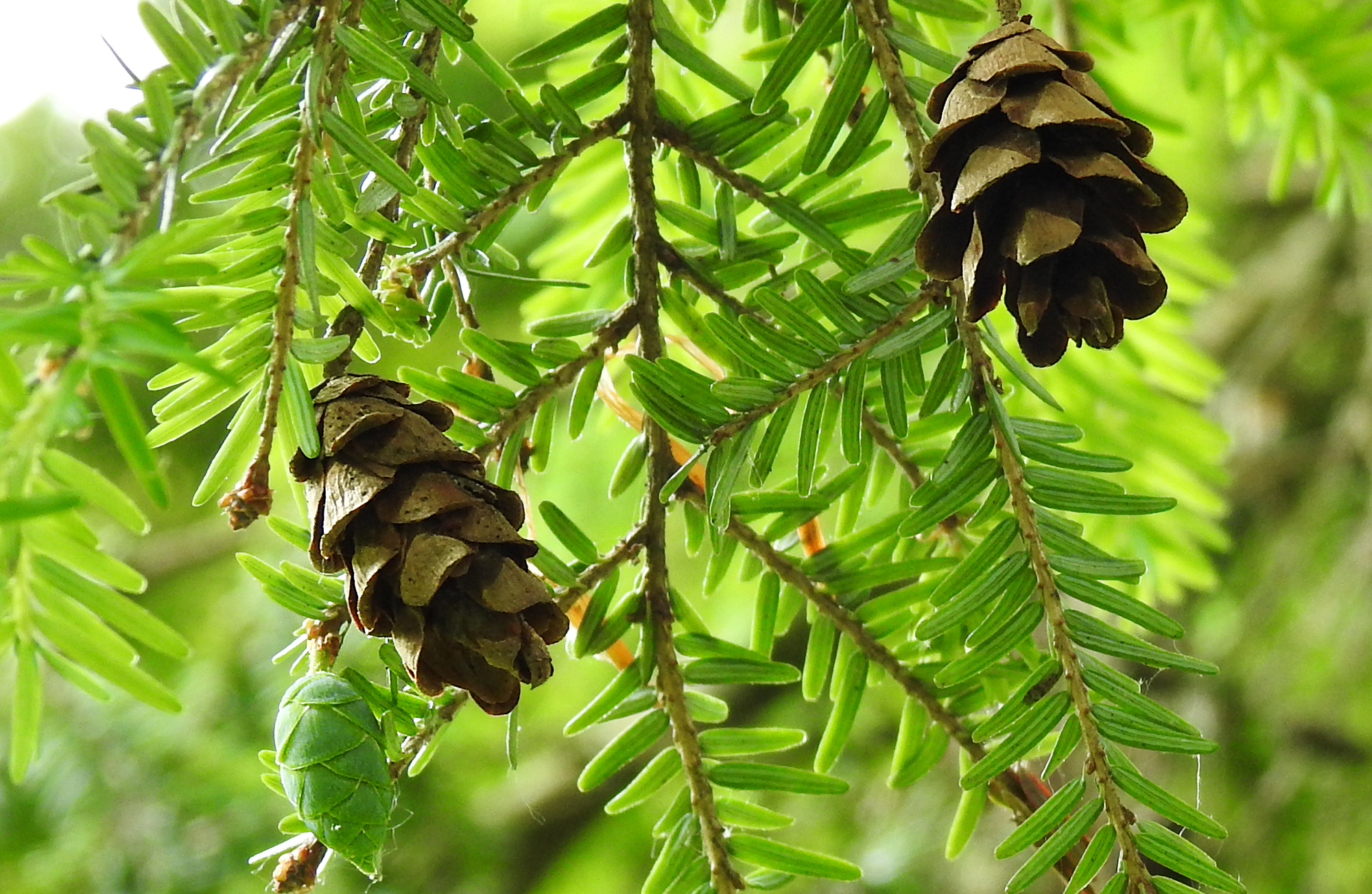 The Great Hemlock Decline - Learn Your Land
