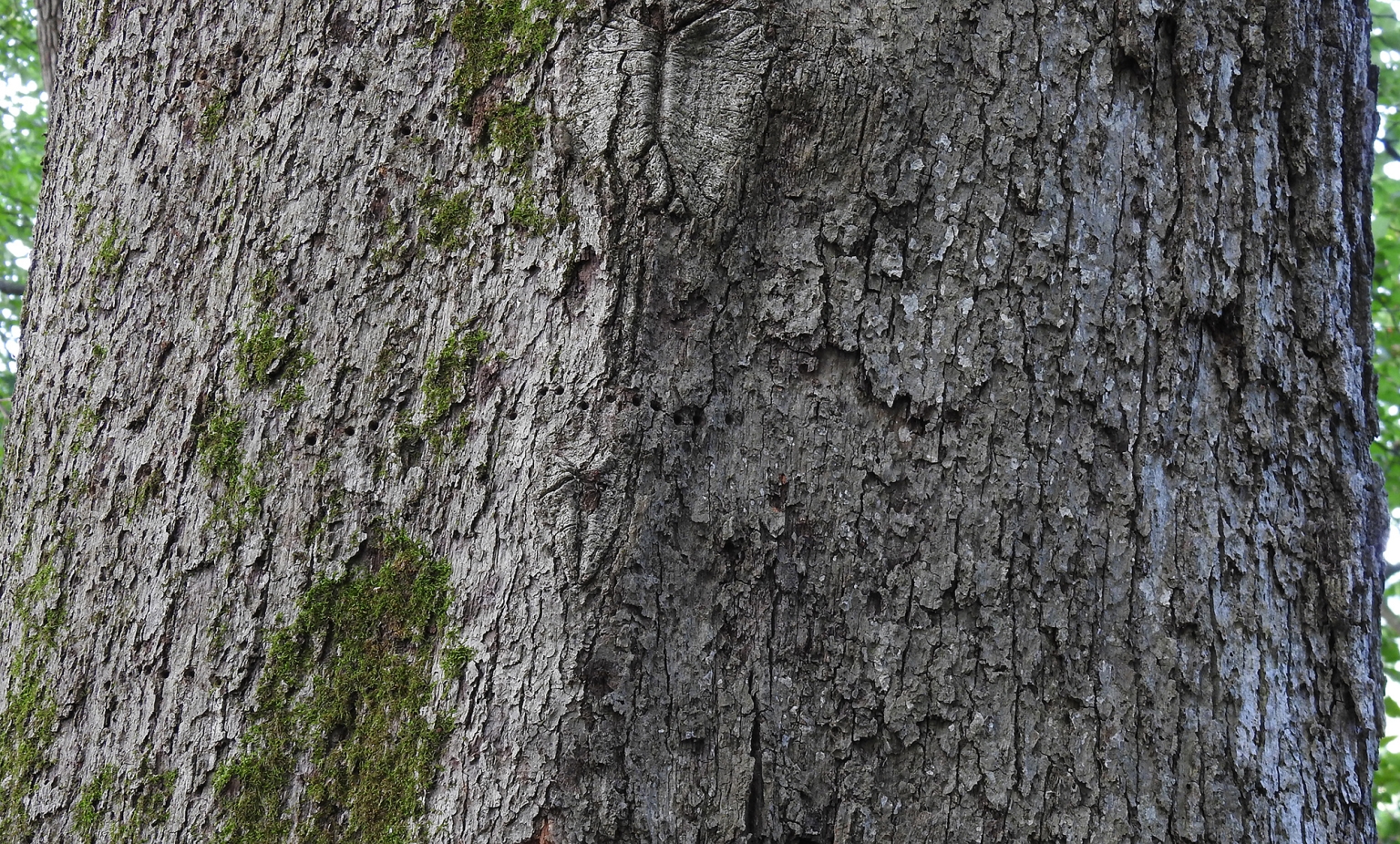 Learn Your Land with Adam Haritan