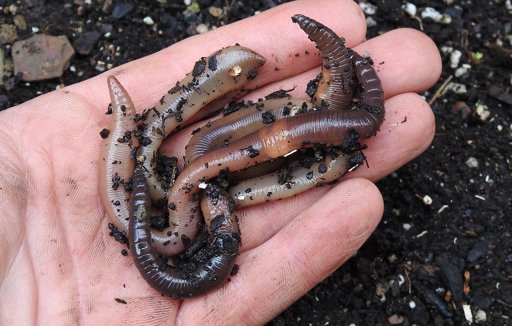 More Earthworms = Less Lyme Disease? - Learn Your Land