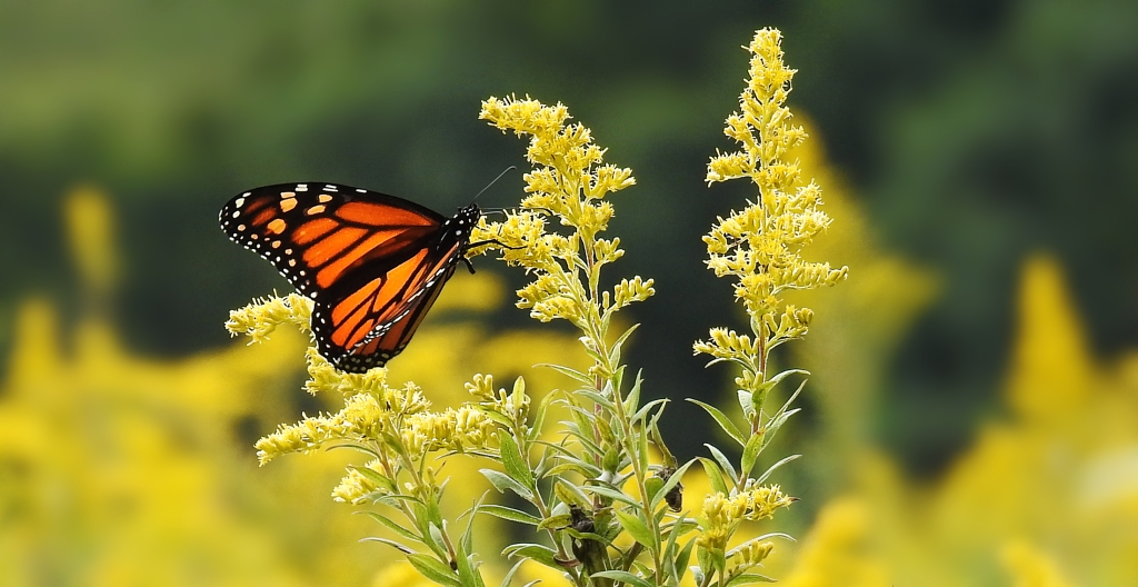 Are Monarch Butterflies Really In Trouble? - Learn Your Land