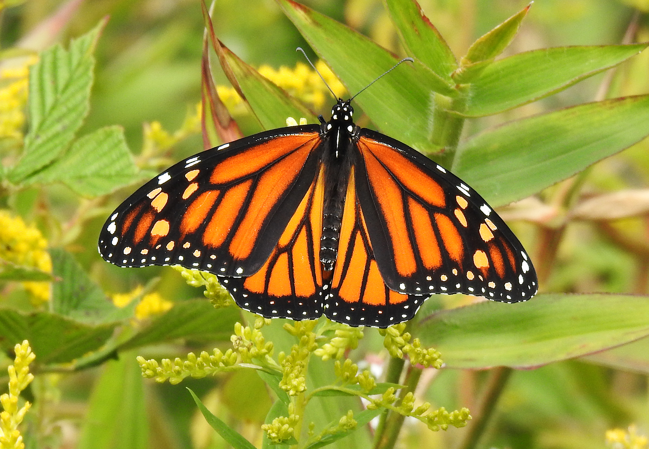 Are Monarch Butterflies Really In Trouble? - Learn Your Land