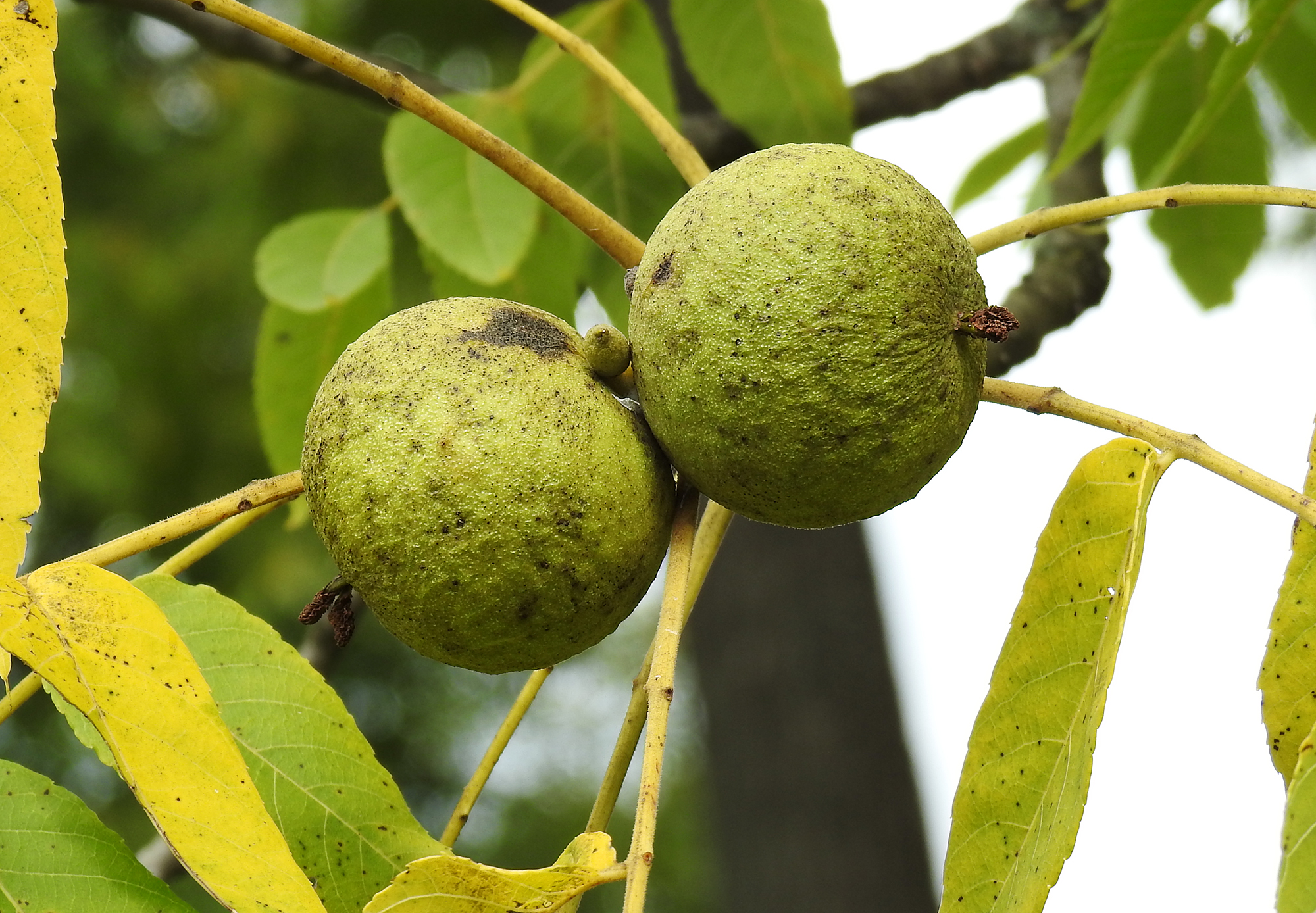 Is Black Walnut Killing Your Plants? - Learn Your Land