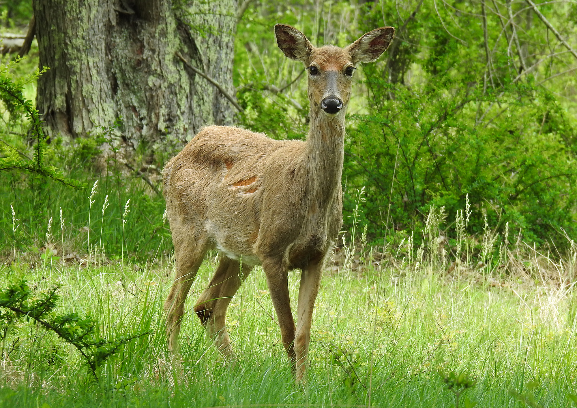 Wait, Deer Don’t Get Lyme Disease? - Learn Your Land