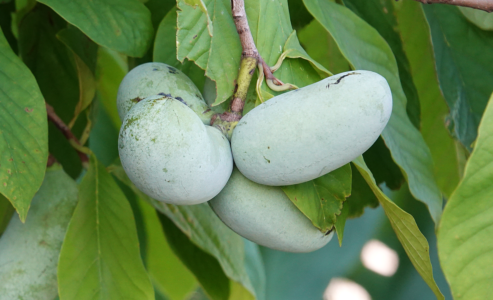 Are Pawpaws Neurotoxic? - Learn Your Land