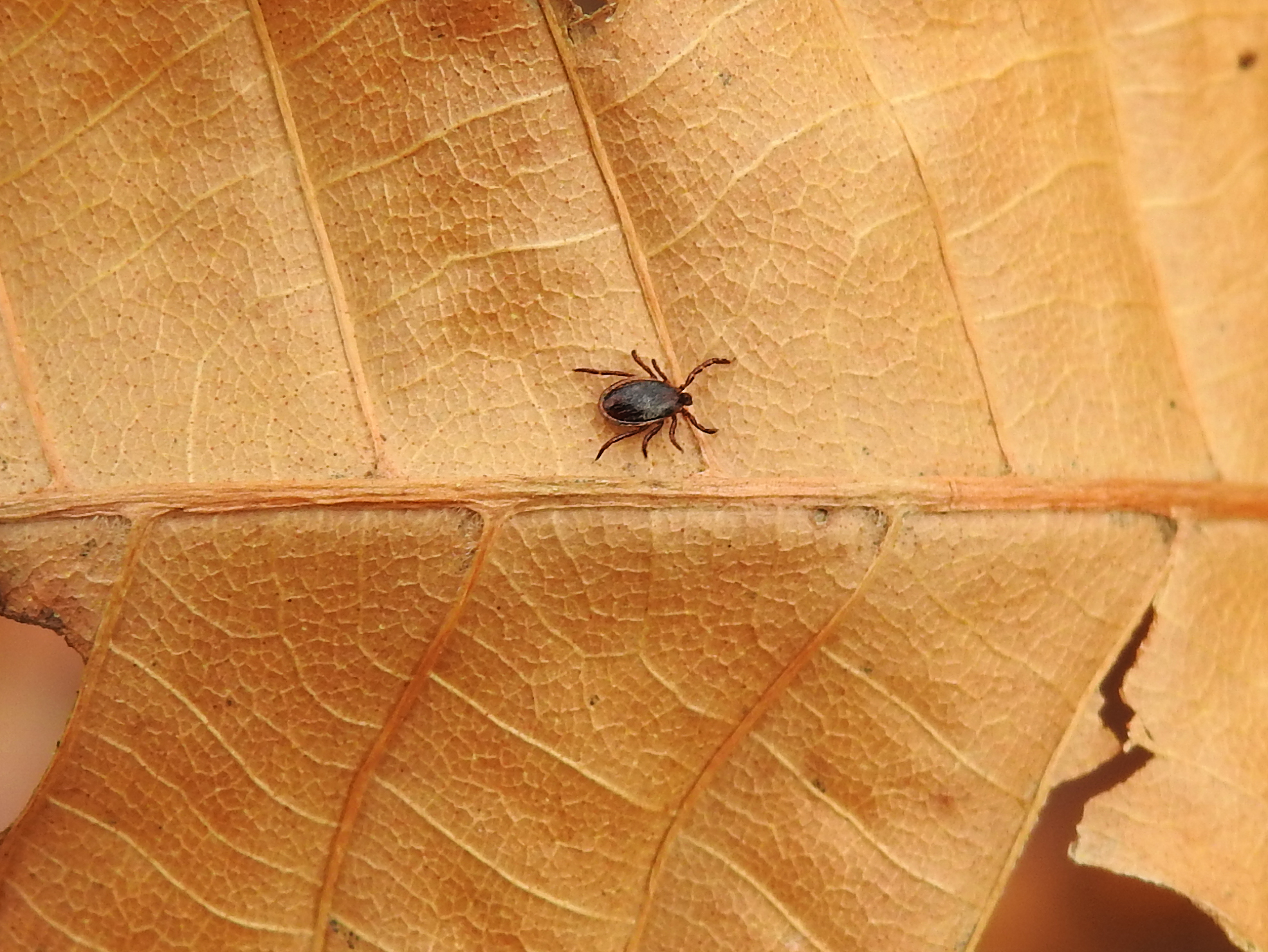 Why Are Tick Populations Exploding? - Learn Your Land