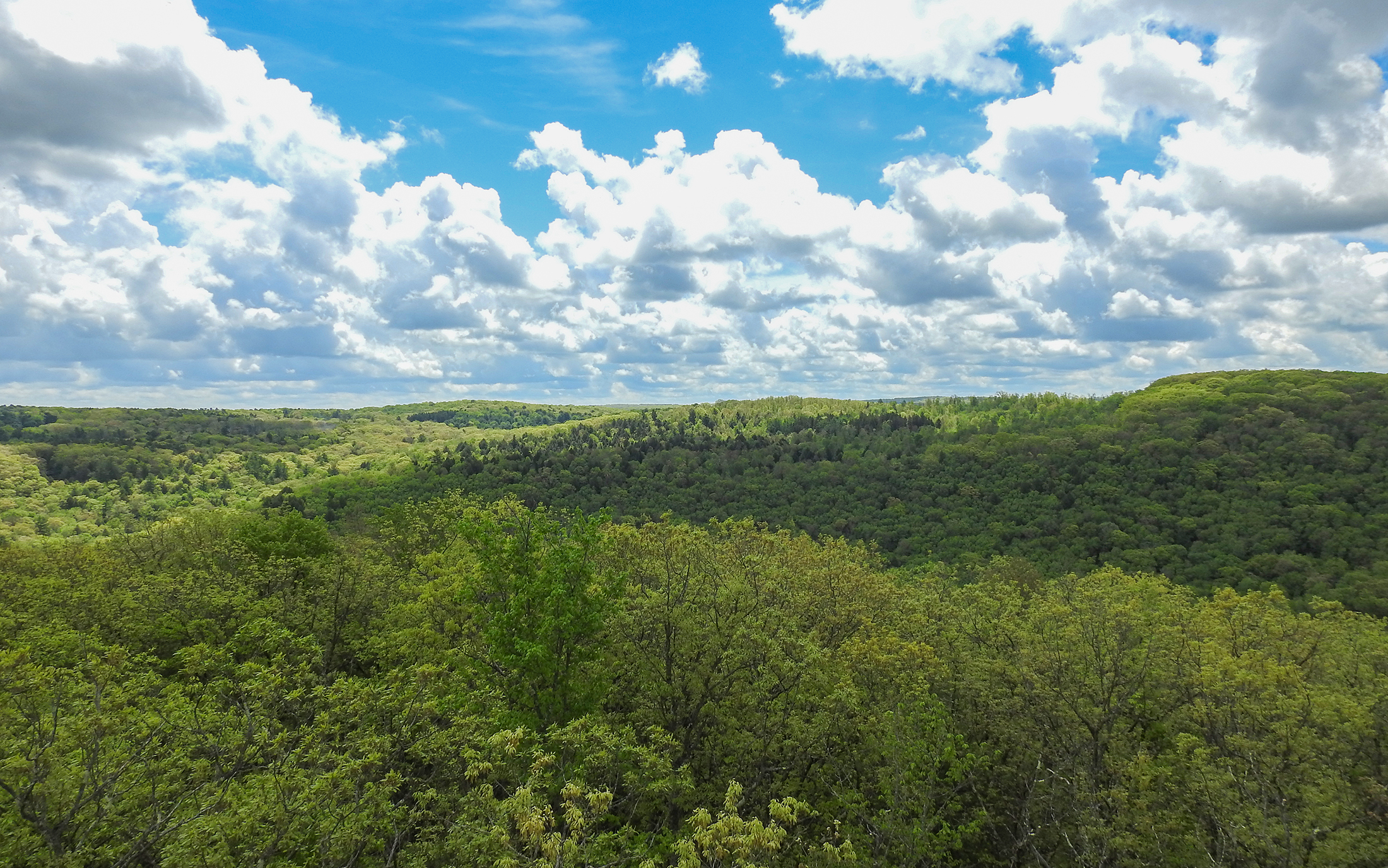 The Forest We Lost — And The One That Came Back - Learn Your Land